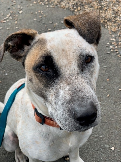 Thames View Infants | Arfur